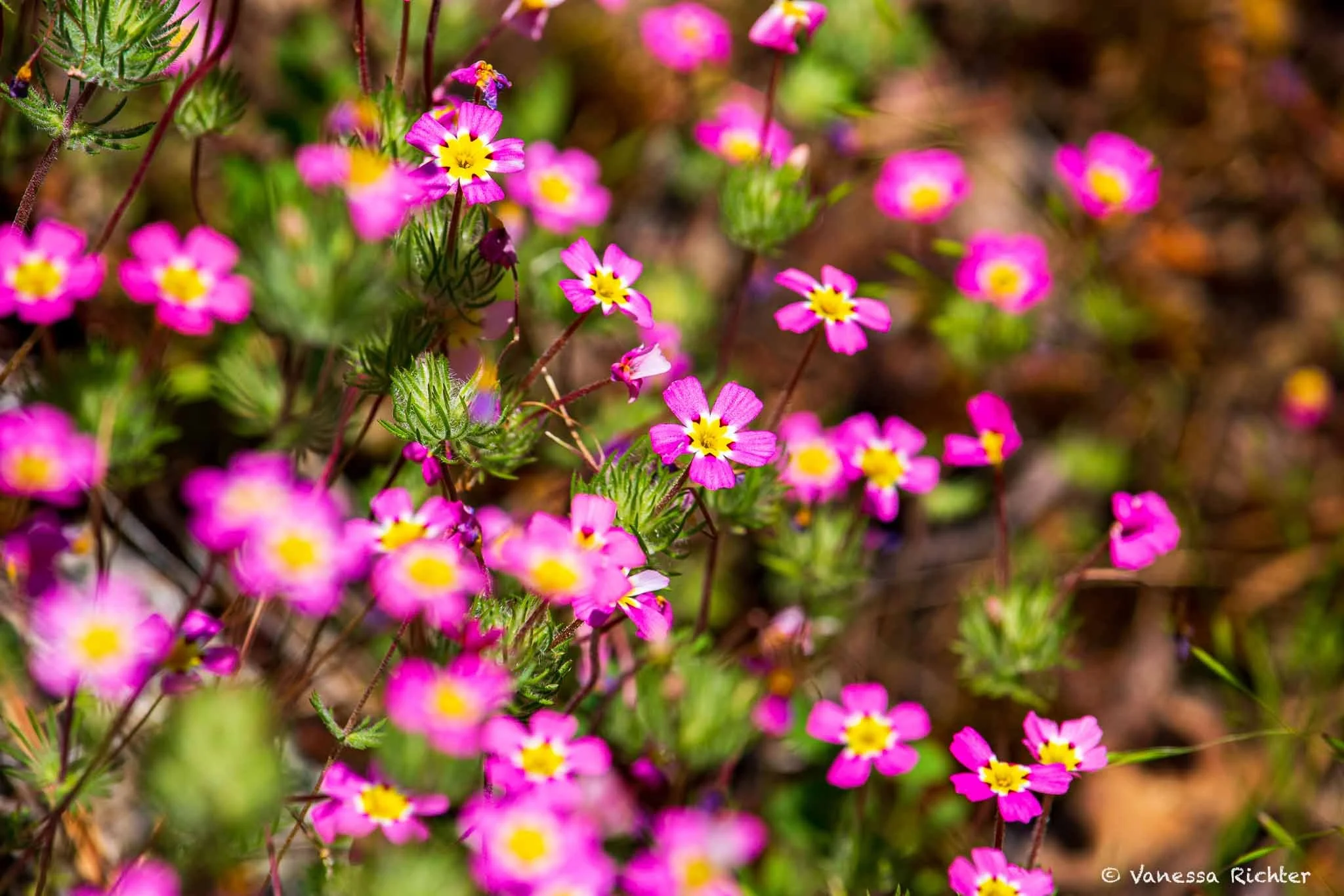 2 Days in Sequoia and Kings Canyon National Parks: A First Timer's ...