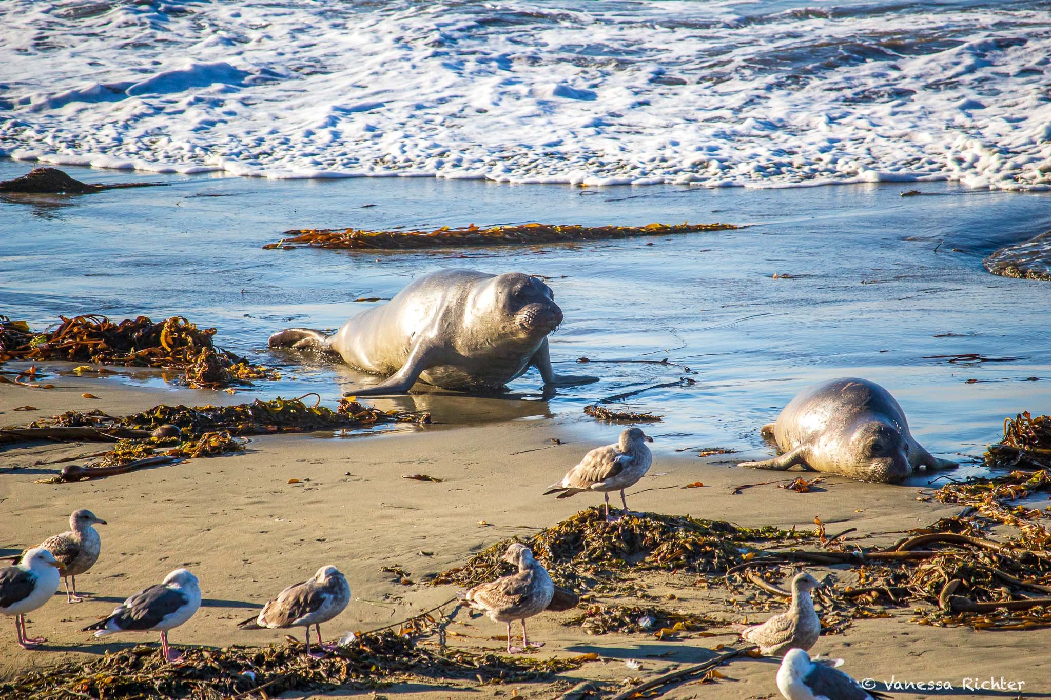 Best Short Hikes At Point Lobos State Natural Reserve — Vanessa Richter ...