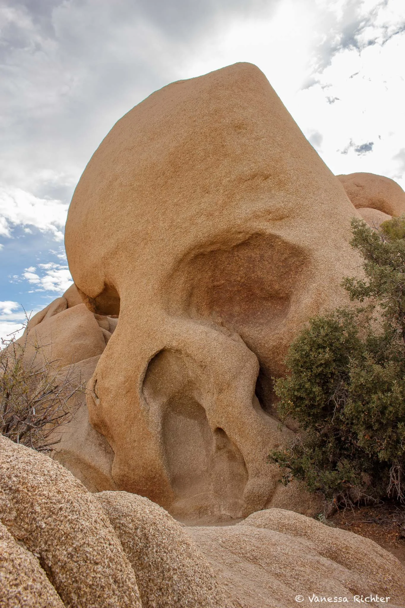 Full Guide to Joshua Tree National Park: Hikes, Wildlife, Stargazing ...