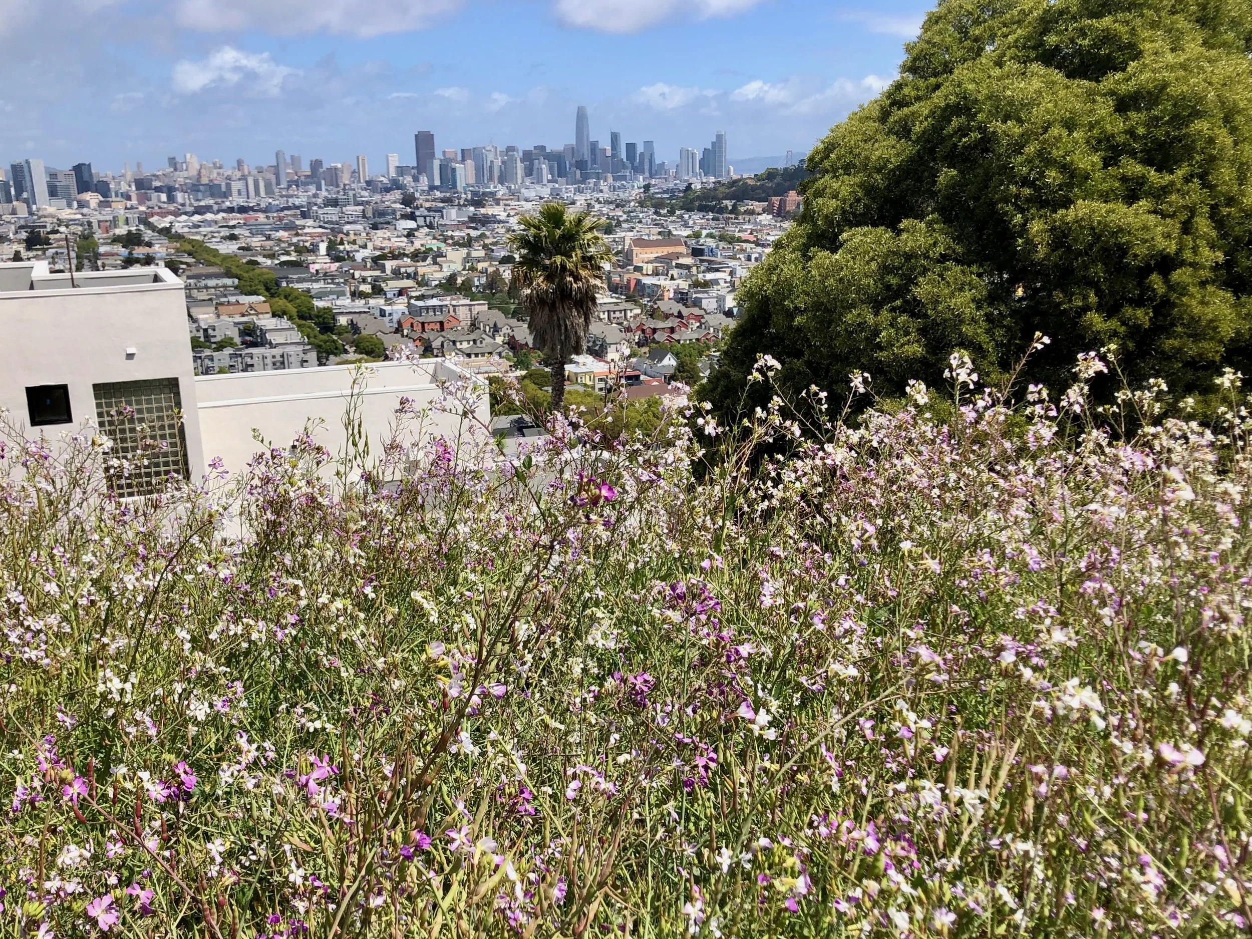A Local's Guide to the Best Viewpoints in San Francisco — Vanessa ...