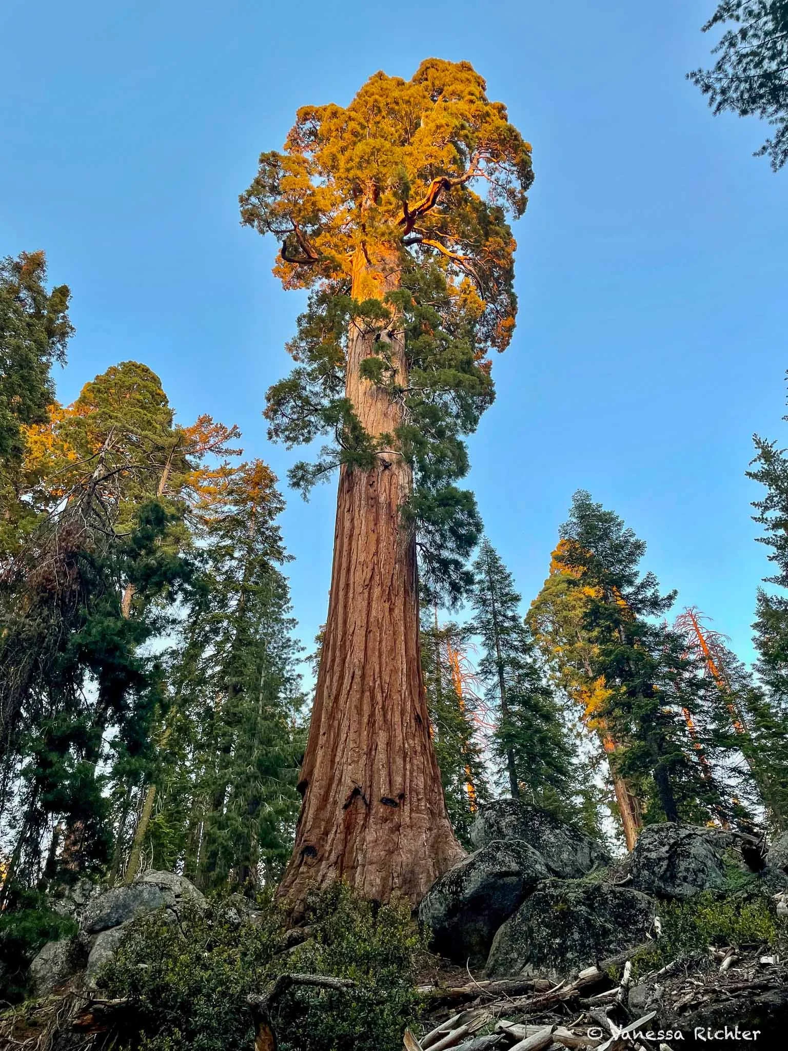 2 Days in Sequoia and Kings Canyon National Parks: A First Timer's ...