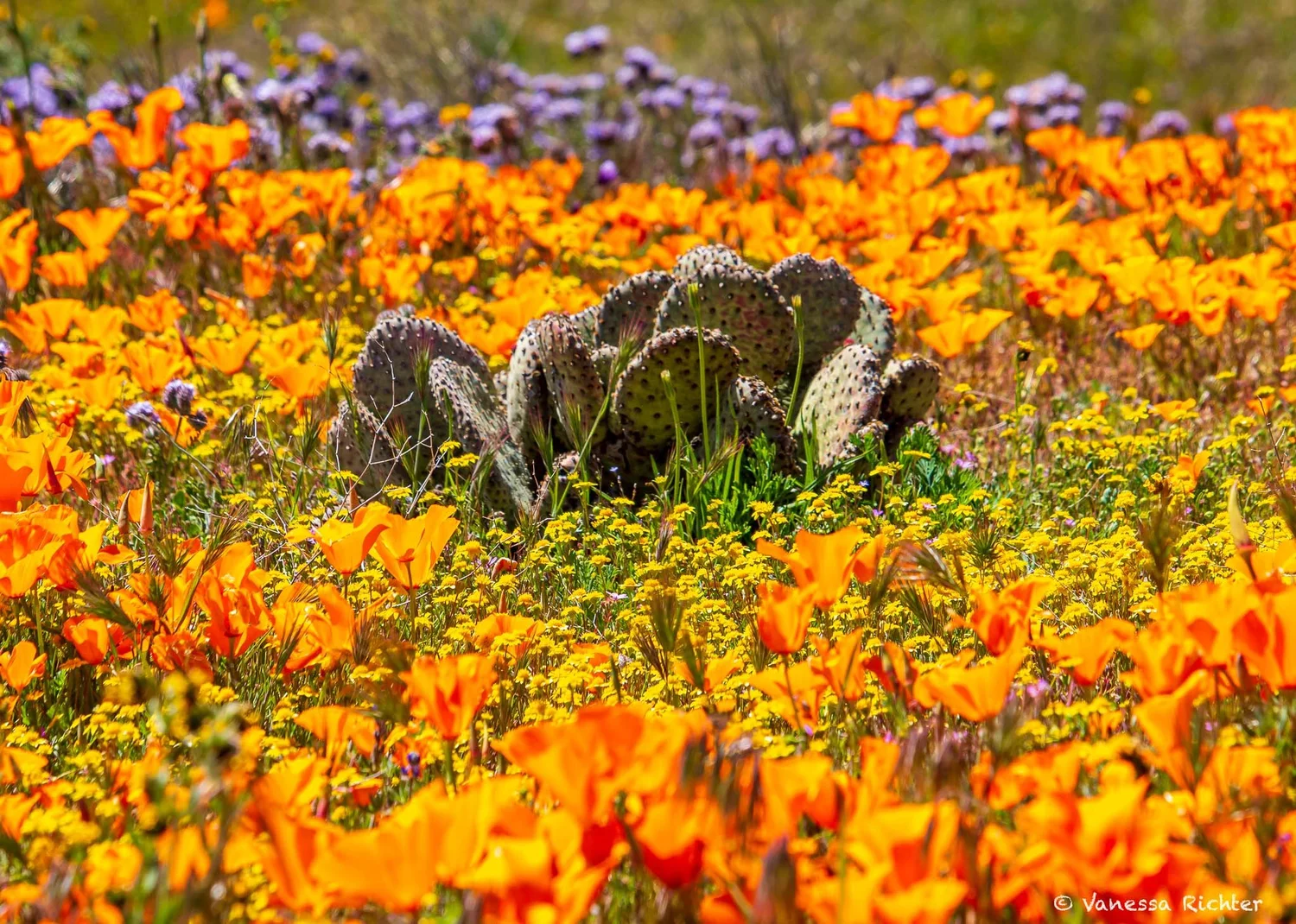Wildflower Hiking at The Antelope Valley Poppy Reserve — Vanessa ...