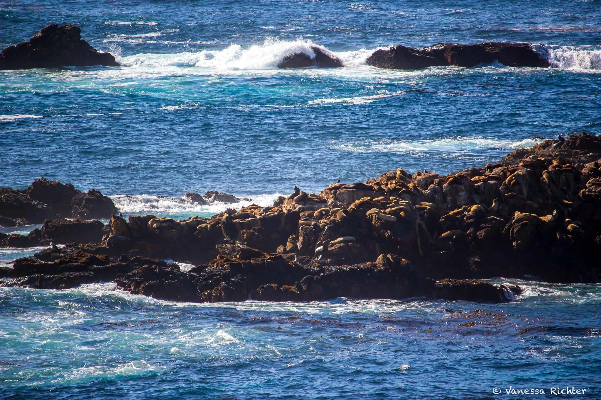 Best Short Hikes At Point Lobos State Natural Reserve — Vanessa Richter ...