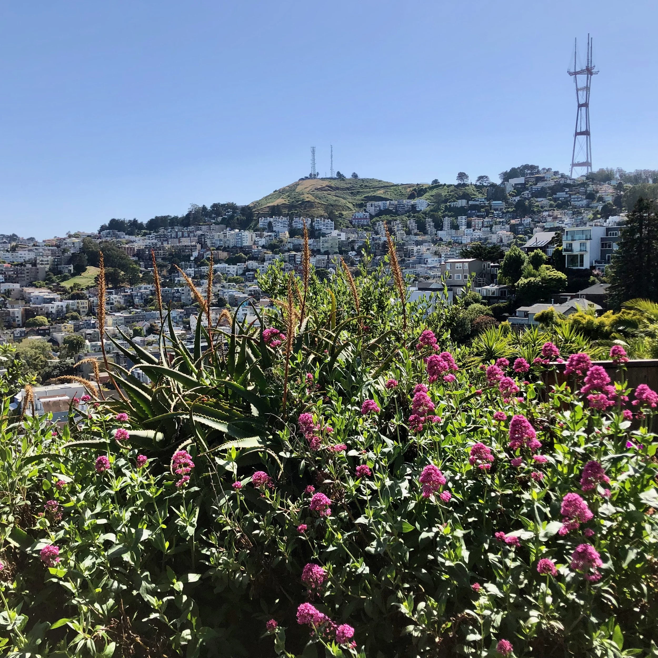 A Local's Guide to the Best Viewpoints in San Francisco — Vanessa ...