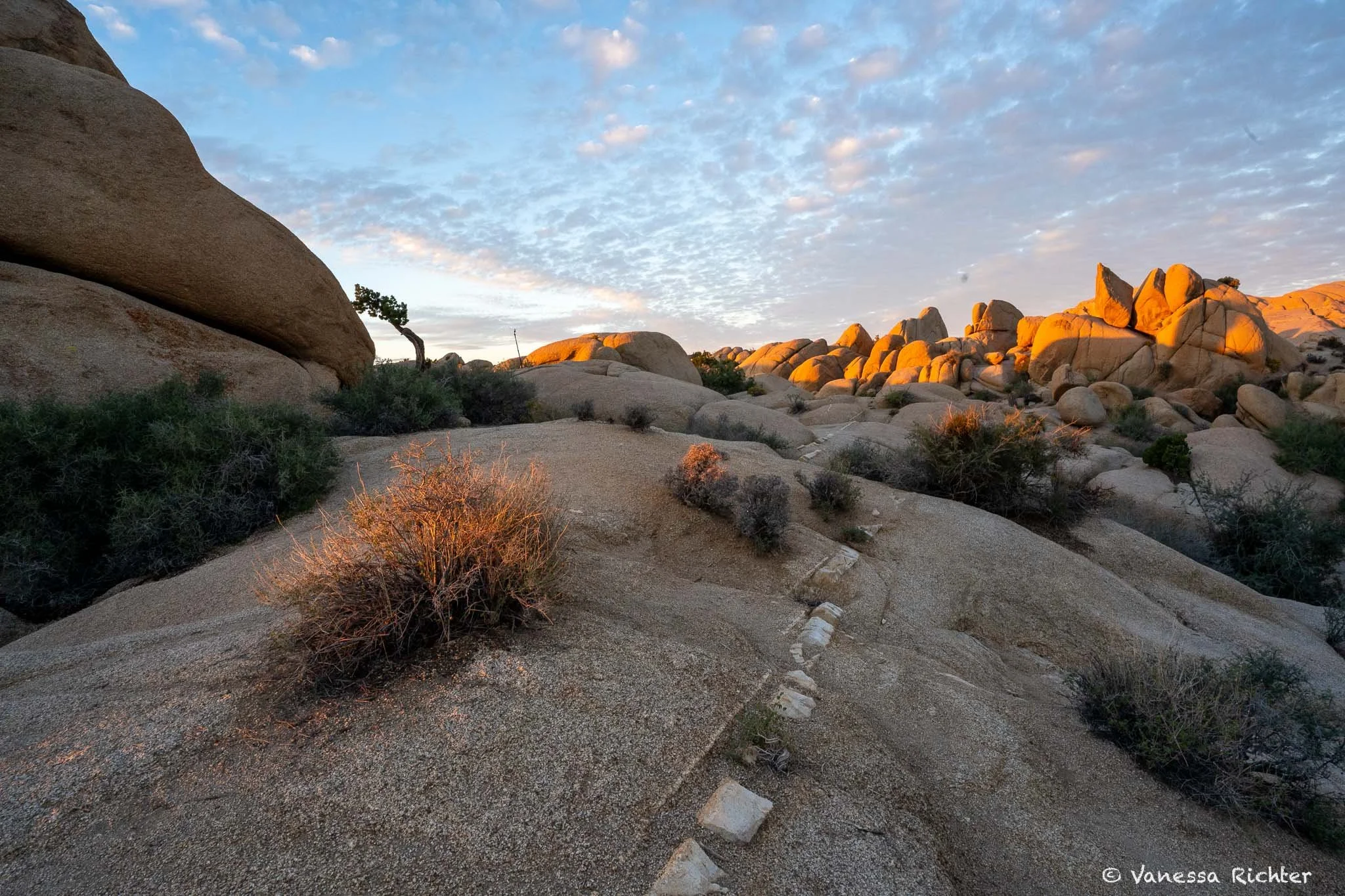 Full Guide to Joshua Tree National Park: Hikes, Wildlife, Stargazing ...