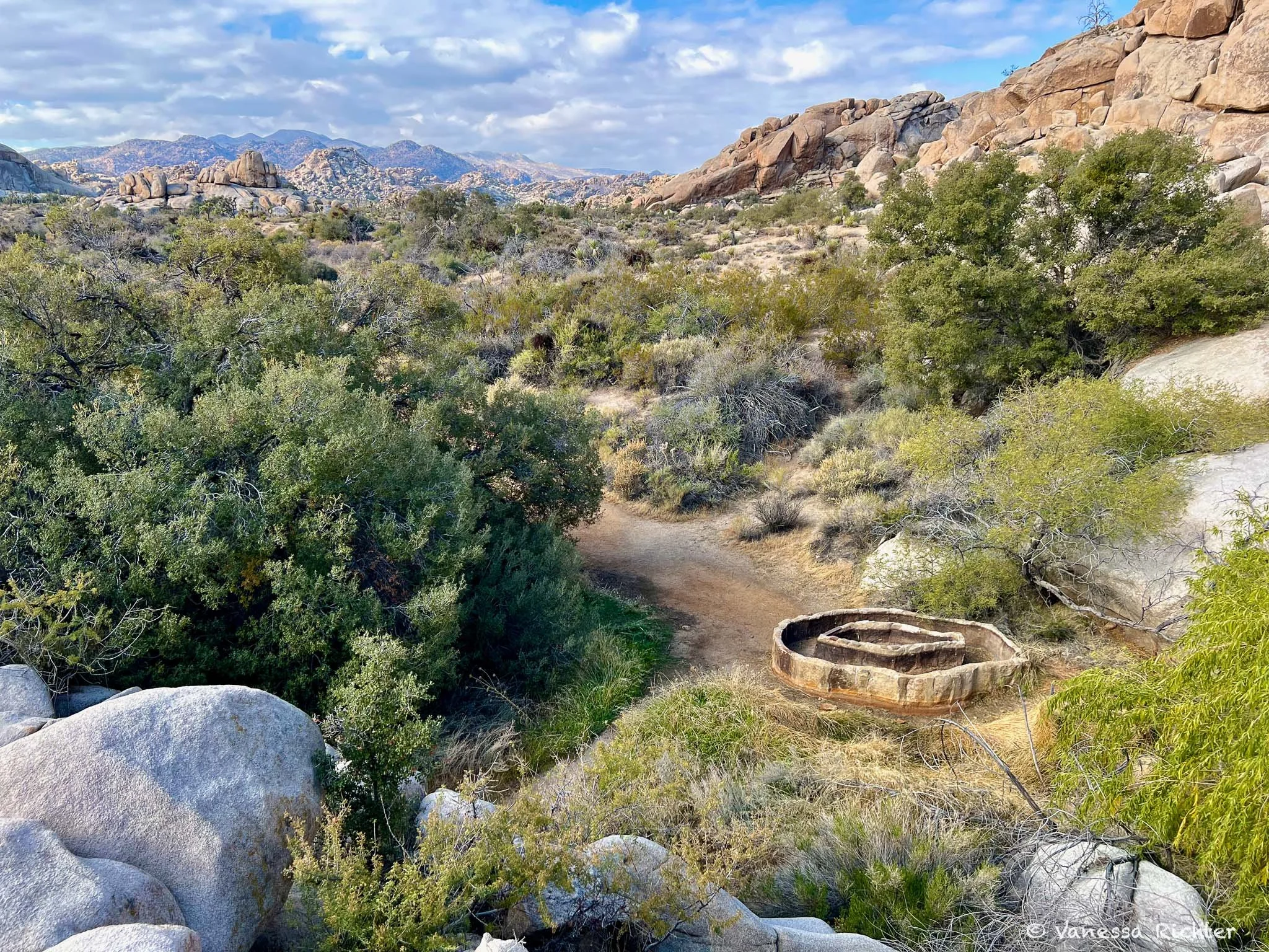 Full Guide to Joshua Tree National Park: Hikes, Wildlife, Stargazing ...