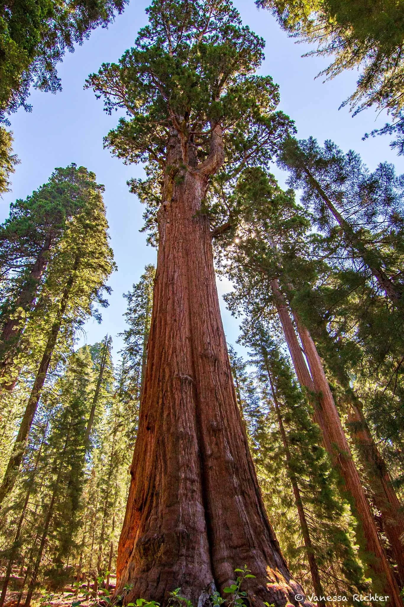 2 Days in Sequoia and Kings Canyon National Parks: A First Timer's ...
