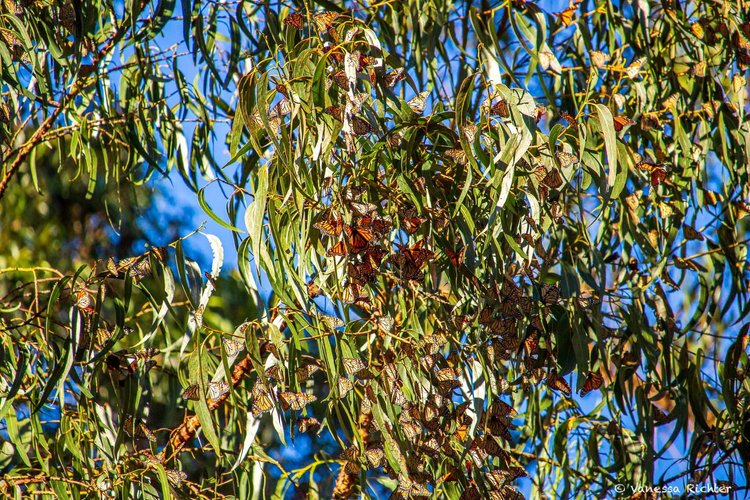 Monarch Butterfly Migration In California: Best Places to Spot ...