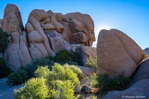 Full Guide to Joshua Tree National Park: Hikes, Wildlife, Stargazing ...