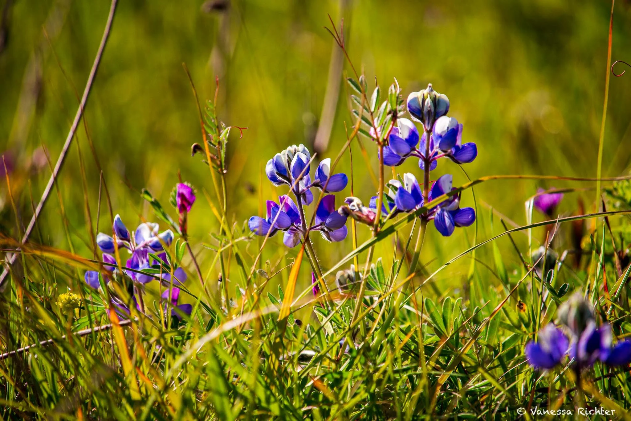 Mori Point Coastal Hike: Where Wildflowers and Conservation Bloom ...