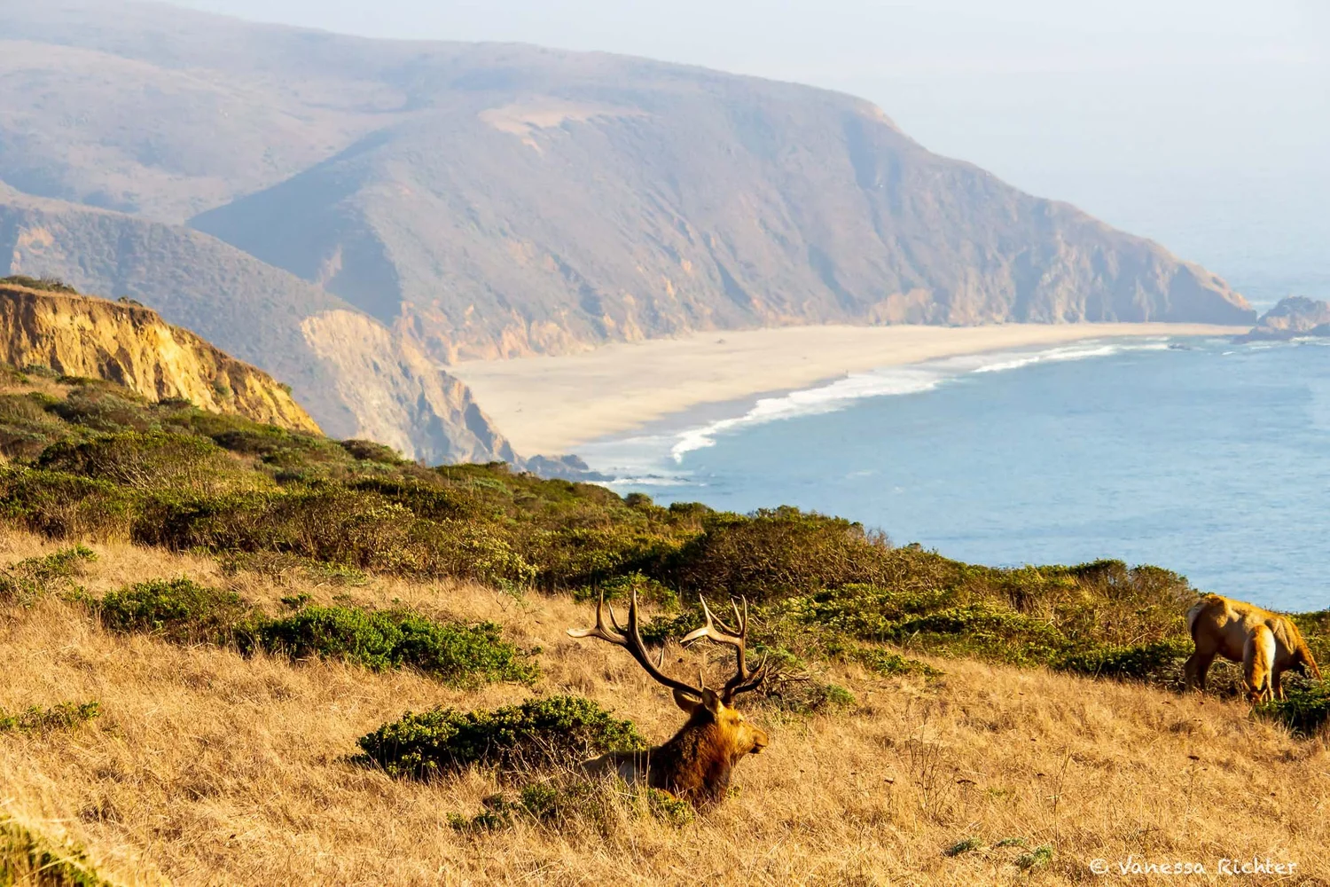 Tomales Point Hike at Point Reyes National Seashore — Vanessa Richter ...