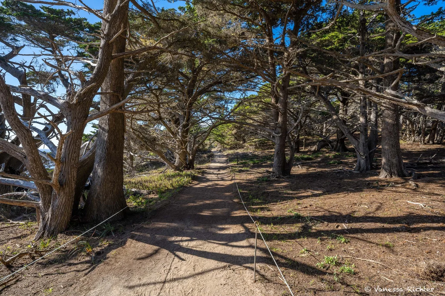 Best Short Hikes At Point Lobos State Natural Reserve — Vanessa Richter ...