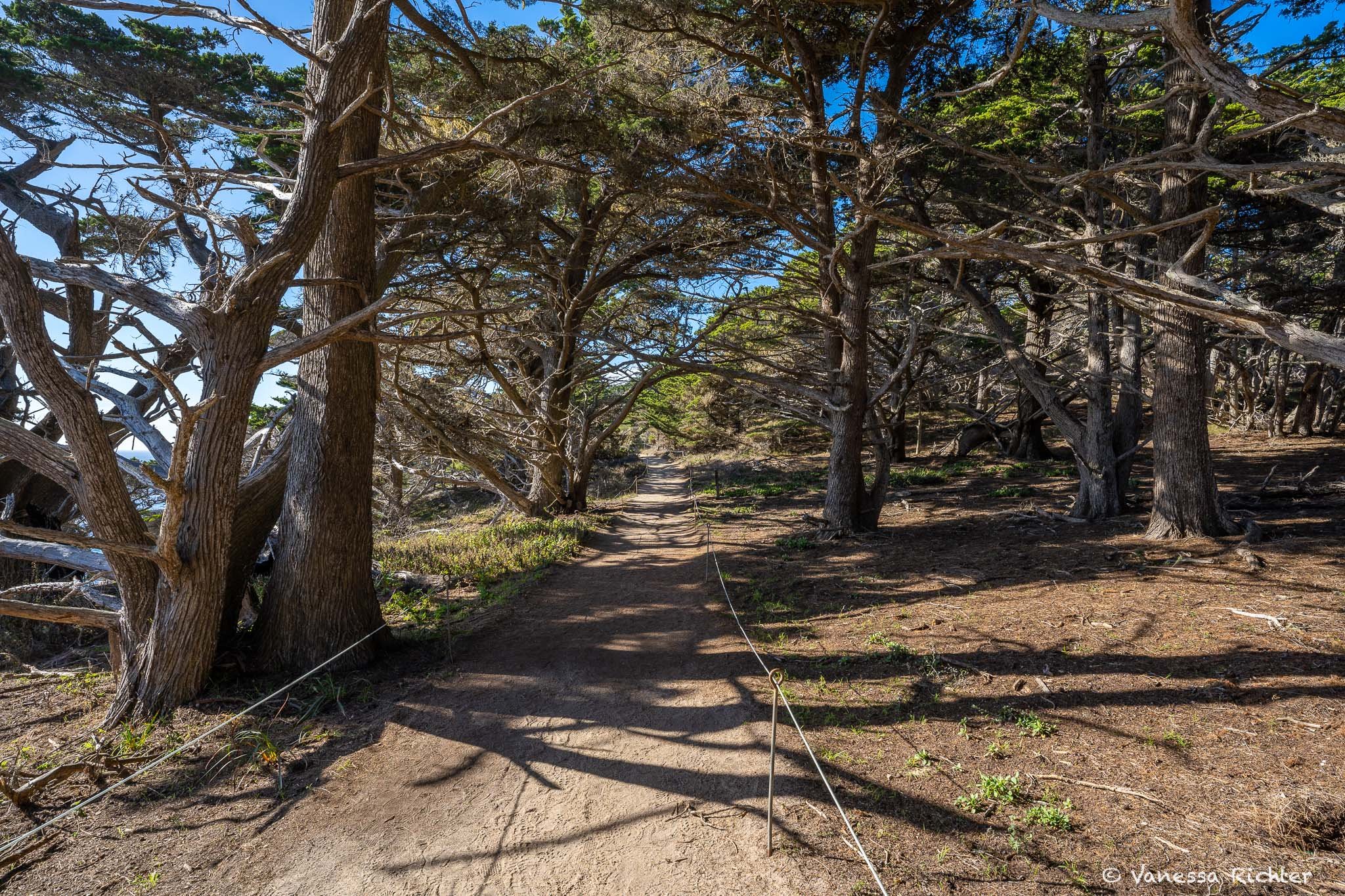 Best Short Hikes At Point Lobos State Natural Reserve — Vanessa Richter ...