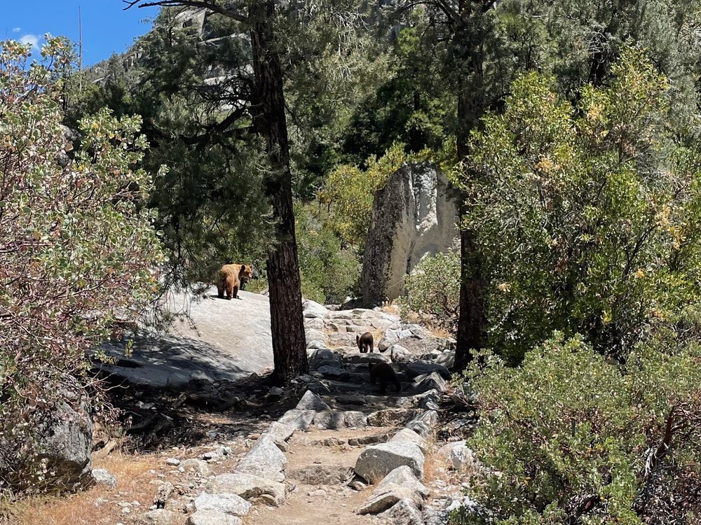 2 Days in Sequoia and Kings Canyon National Parks: A First Timer's ...