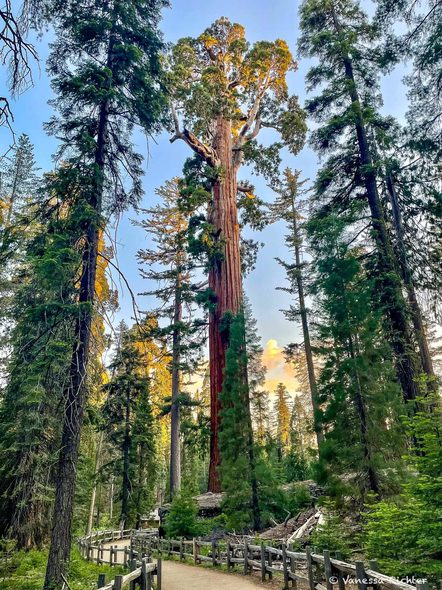 2 Days in Sequoia and Kings Canyon National Parks: A First Timer's ...