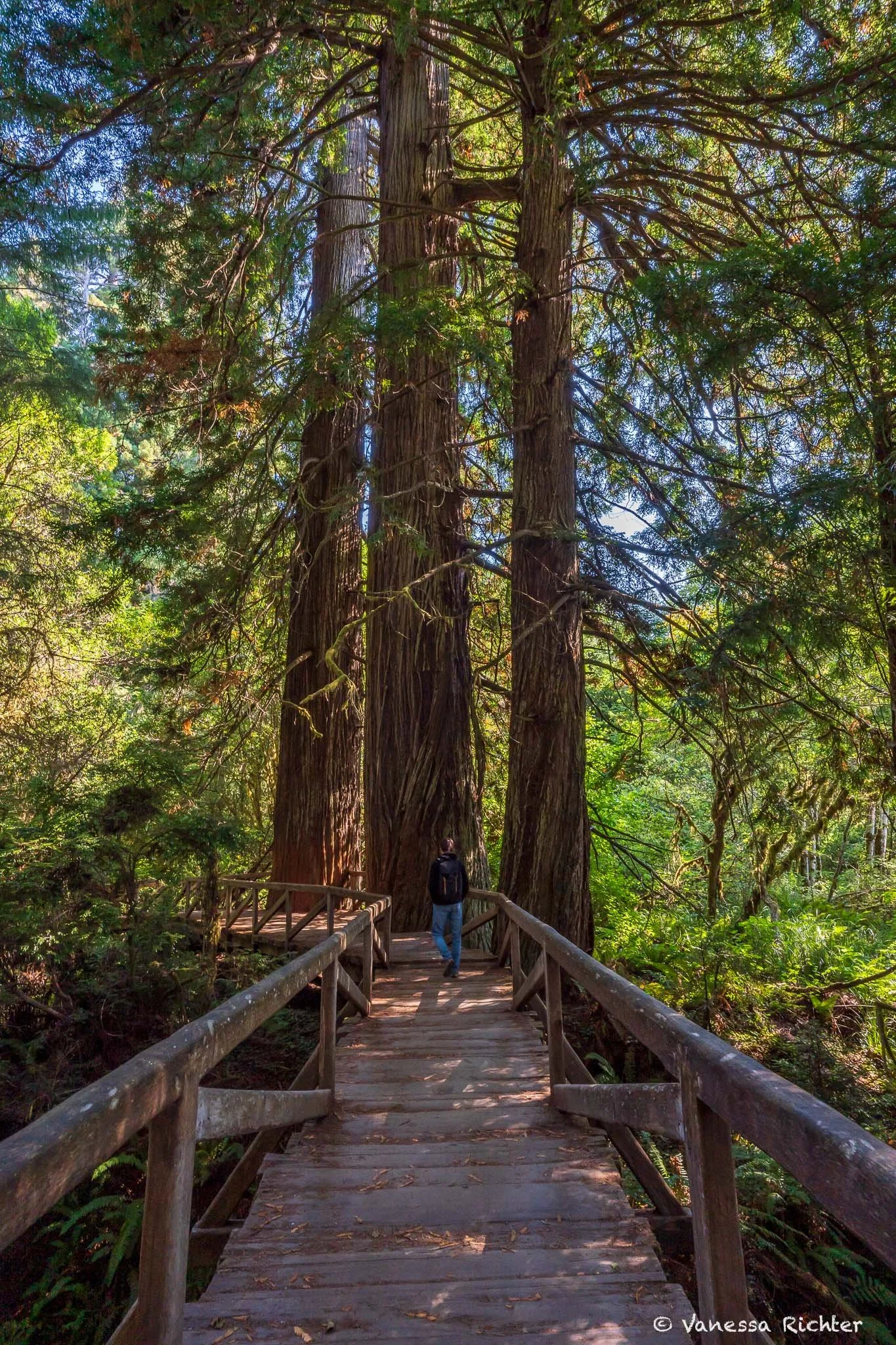 Hiking James Irvine Trail: Redwoods & Fern Canyon Adventure — Vanessa ...