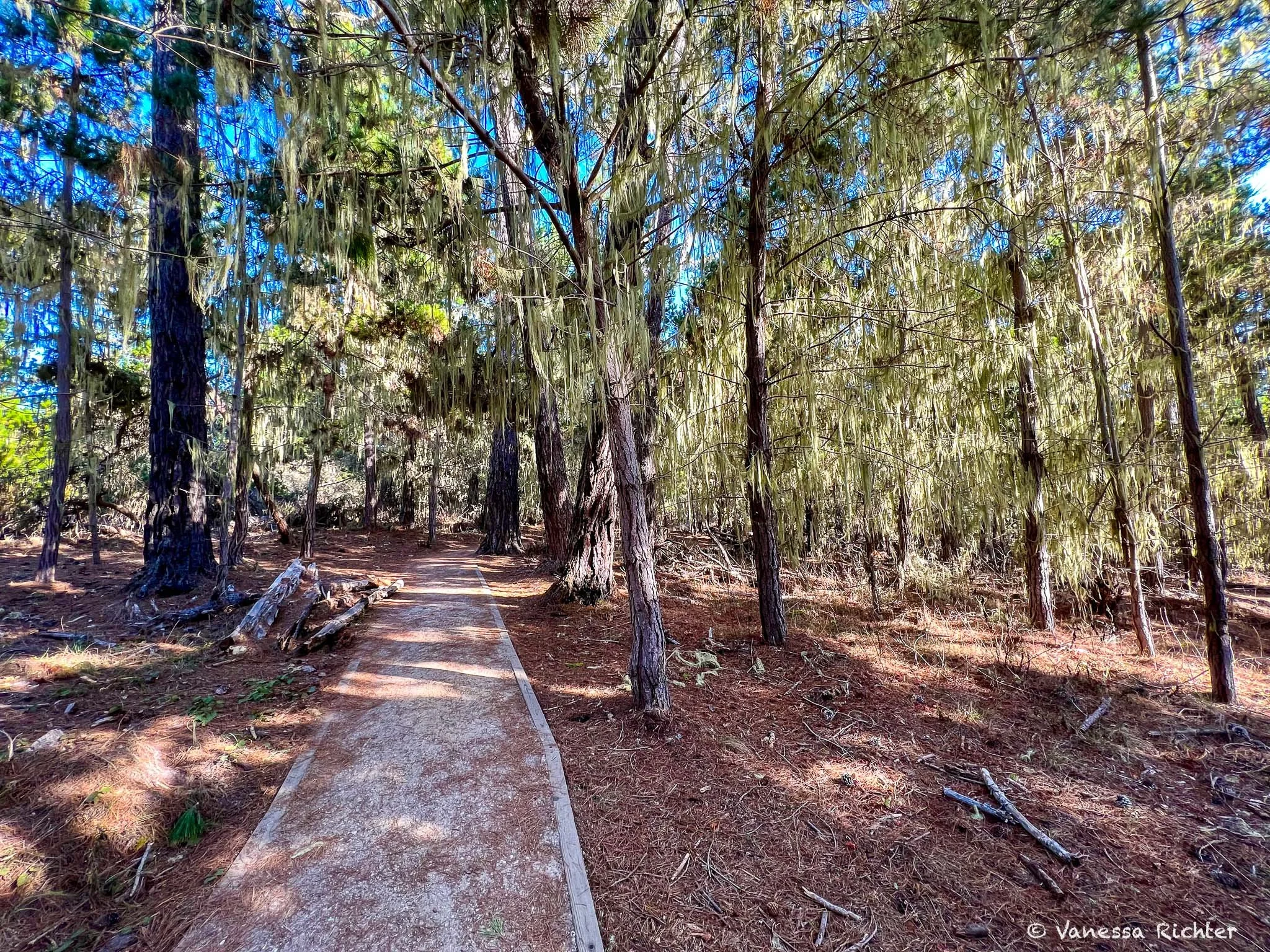 Best Short Hikes At Point Lobos State Natural Reserve — Vanessa Richter ...