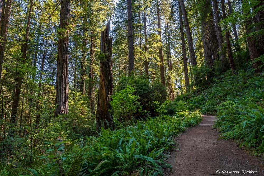 Hiking James Irvine Trail: Redwoods & Fern Canyon Adventure — Venture ...