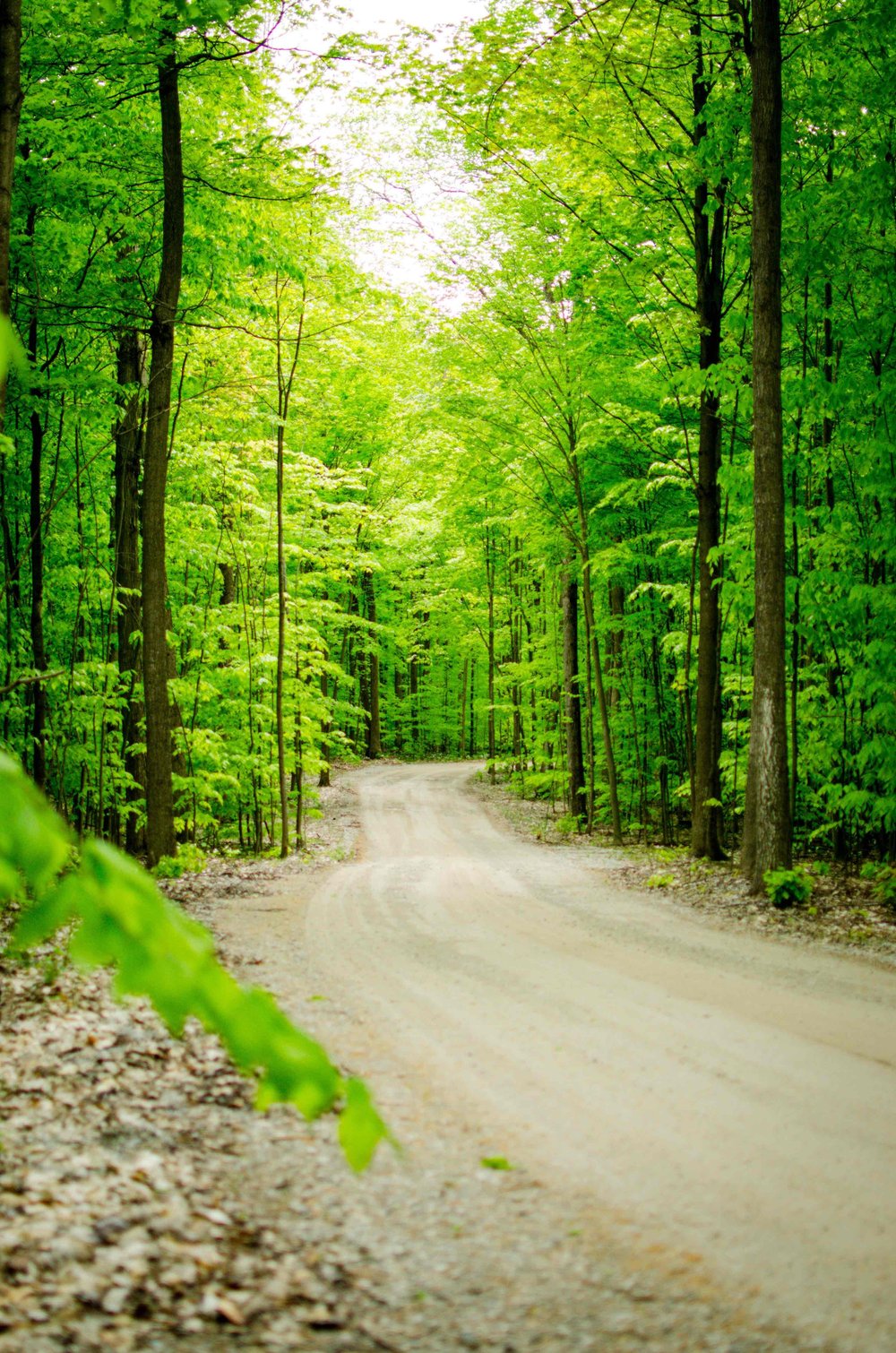 Contact — VICKI TREE WELLNESS