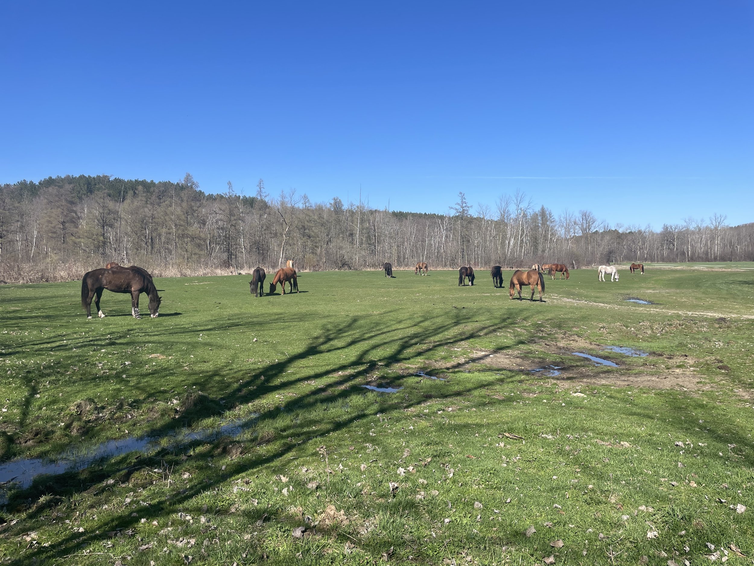 About — Horseshoe Hills Ranch LLC