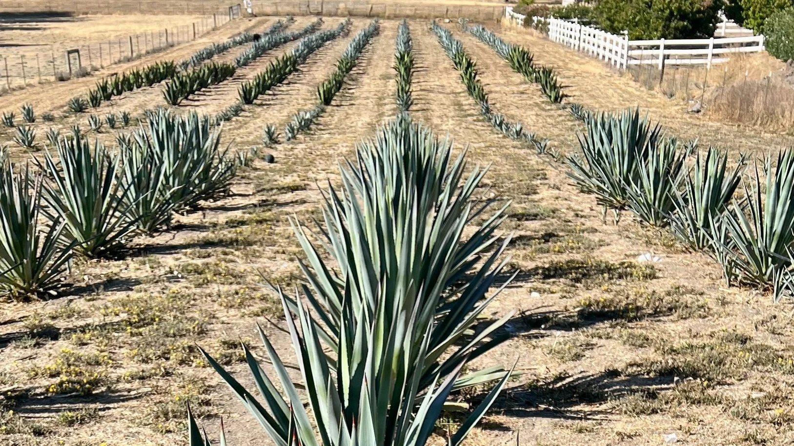 Toby's Landscape Construction & Design