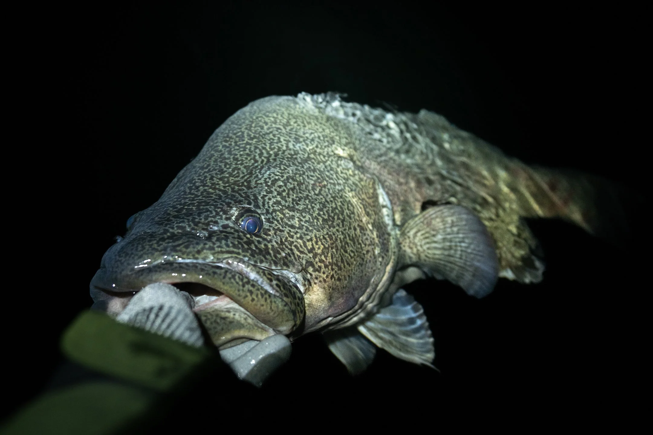 Contact Us — Snowy Valleys Fly Fishing