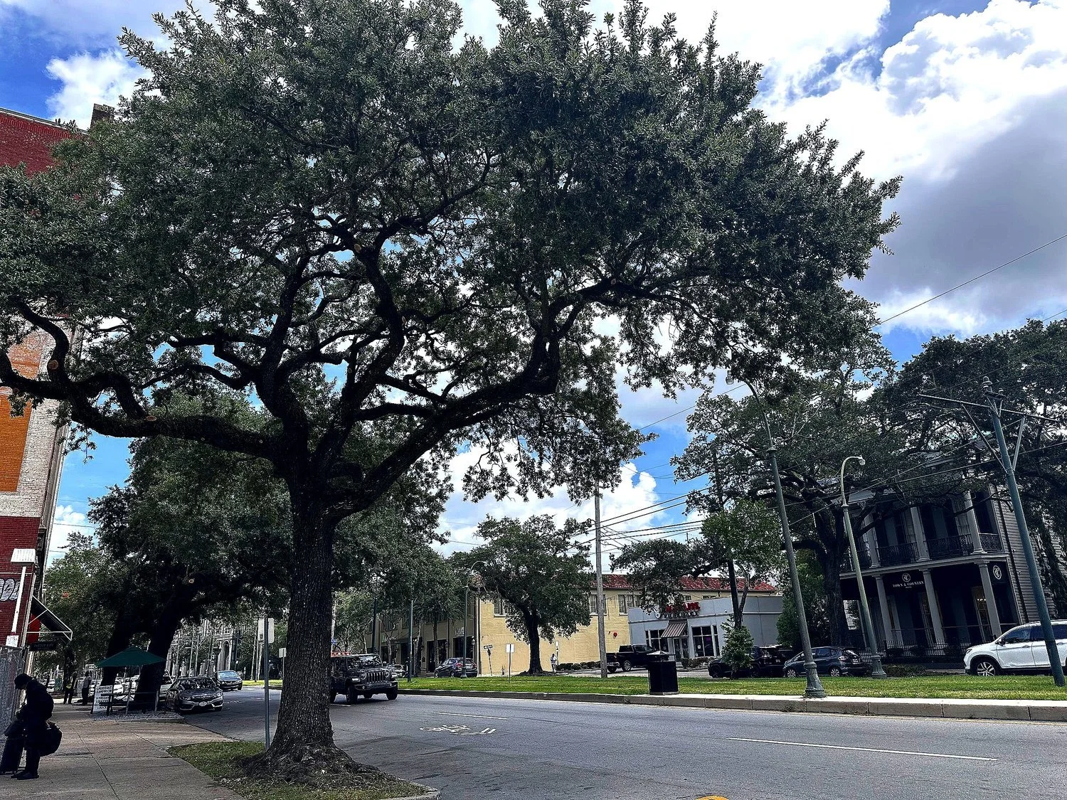 Audubon Tree Care | Tree Care Company | New Orleans