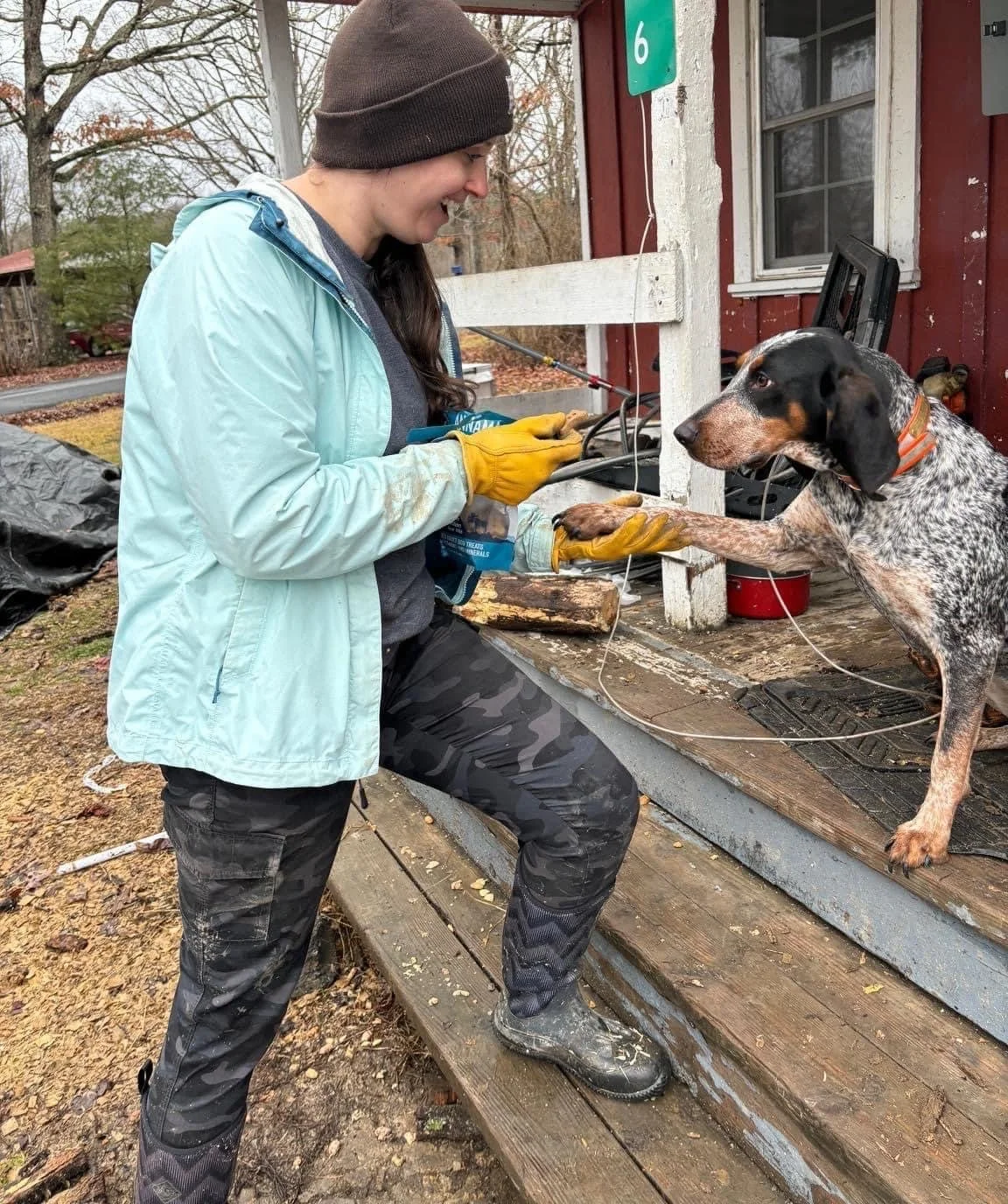 Resources: How to Help a Dog in Distress — Dogs Deserve Better