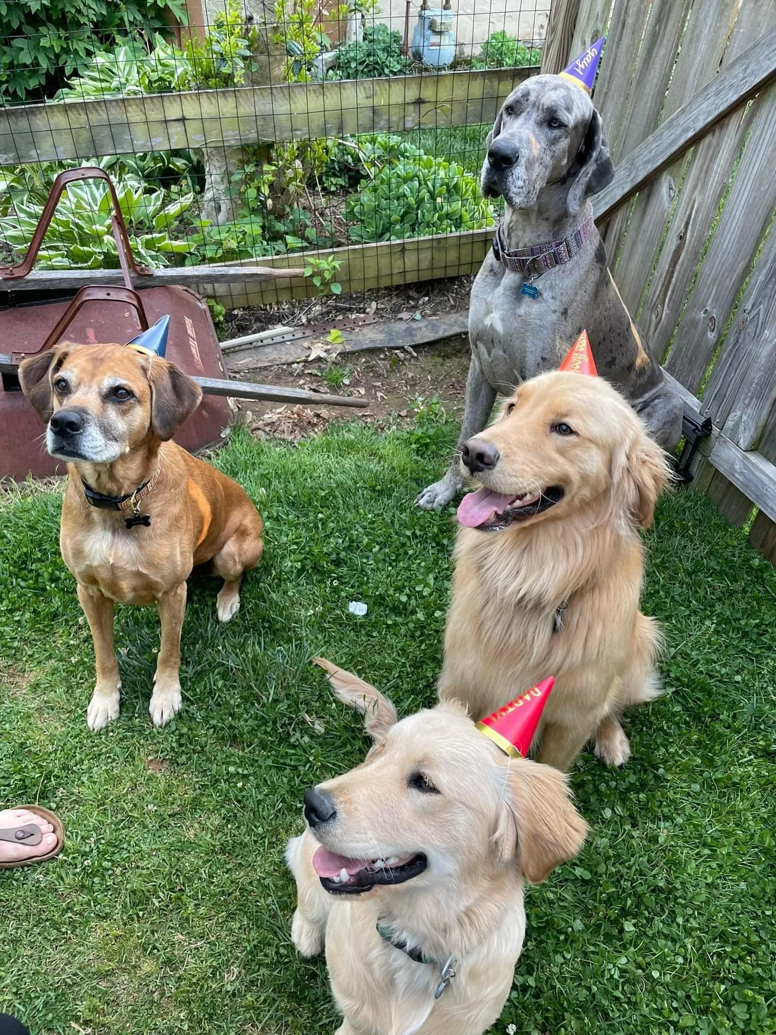 Foster a Dog — Dogs Deserve Better