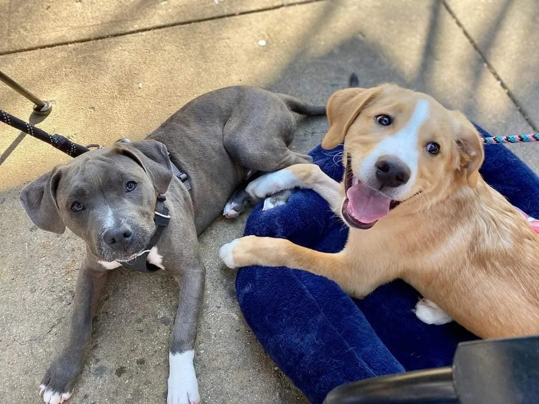 Foster a Dog — Dogs Deserve Better