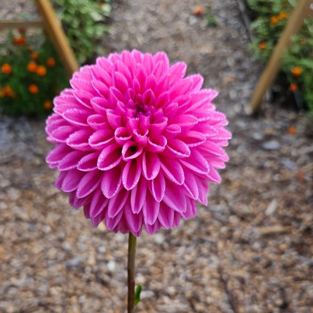 Pink Sylvia — Tree House Blooms, LLC.