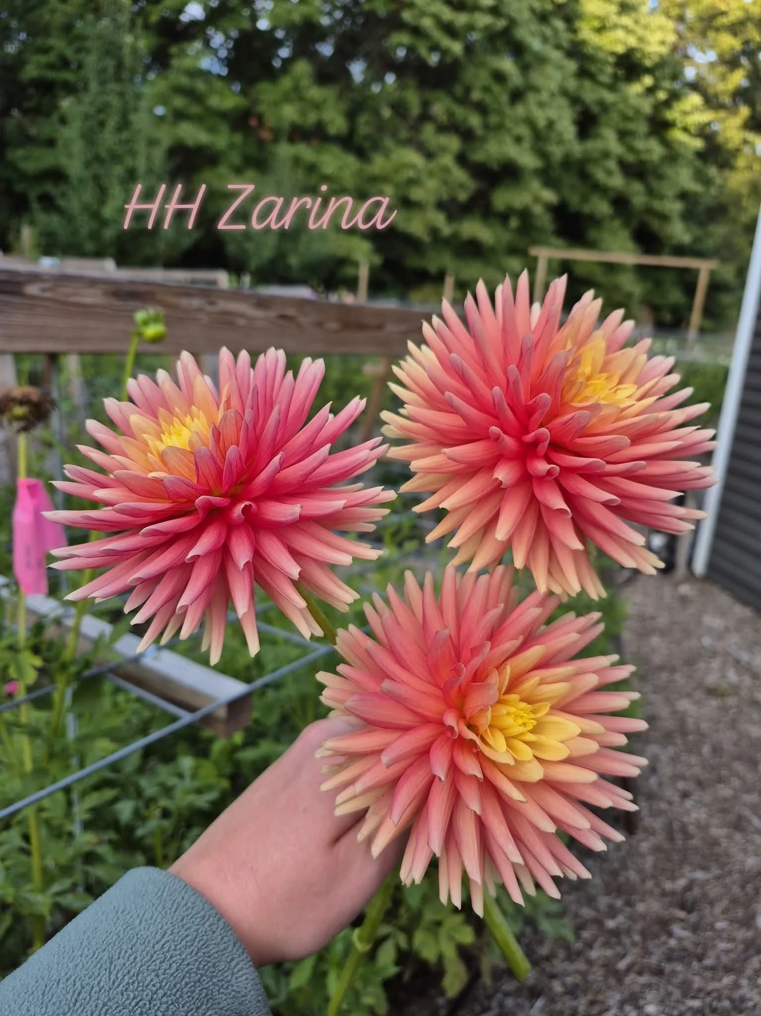 HH Zarina — Tree House Blooms, LLC.