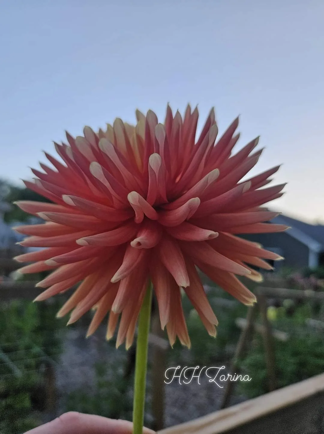 HH Zarina — Tree House Blooms, LLC.