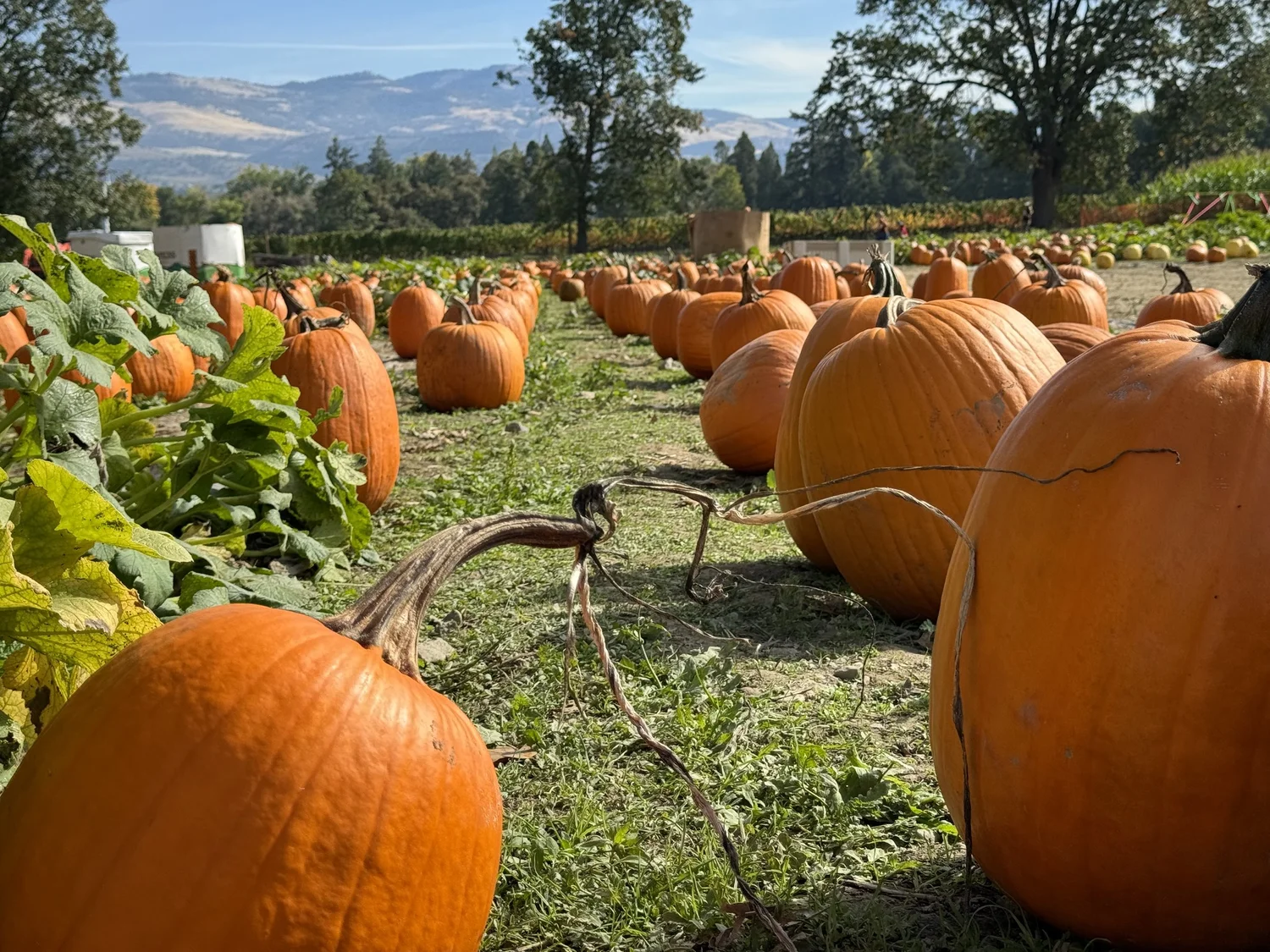 Visiting Pheasant Fields Farm Pumpkin Patch near Medford, OR