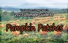 The 2023 Ultimate Guide to Pumpkin Patches in Southern Oregon