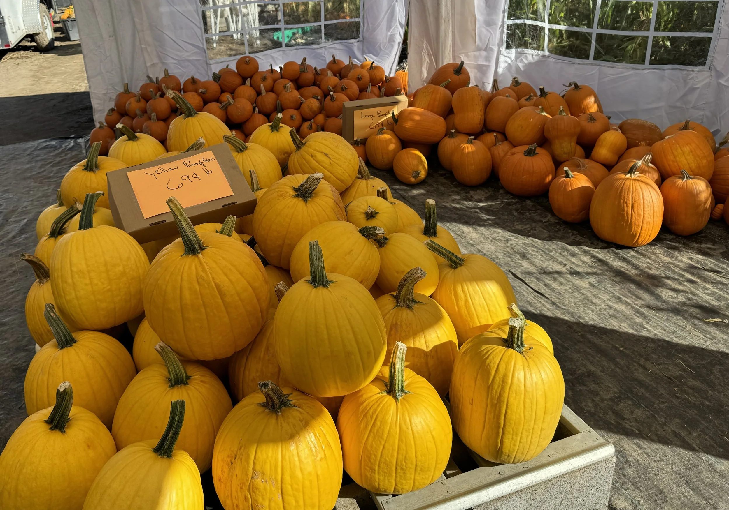 BIGHAM FARMS Pumpkin Patch in Central Point, OR