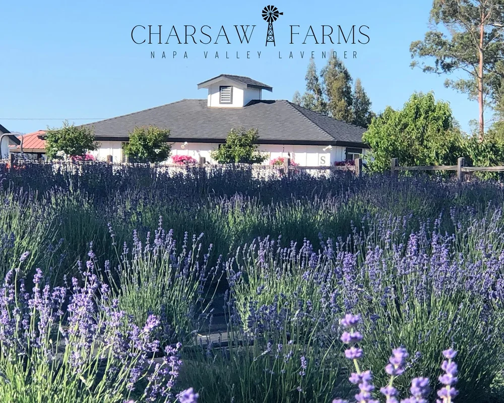 Guide to the 2025 Southern Oregon Lavender Trail with Kids