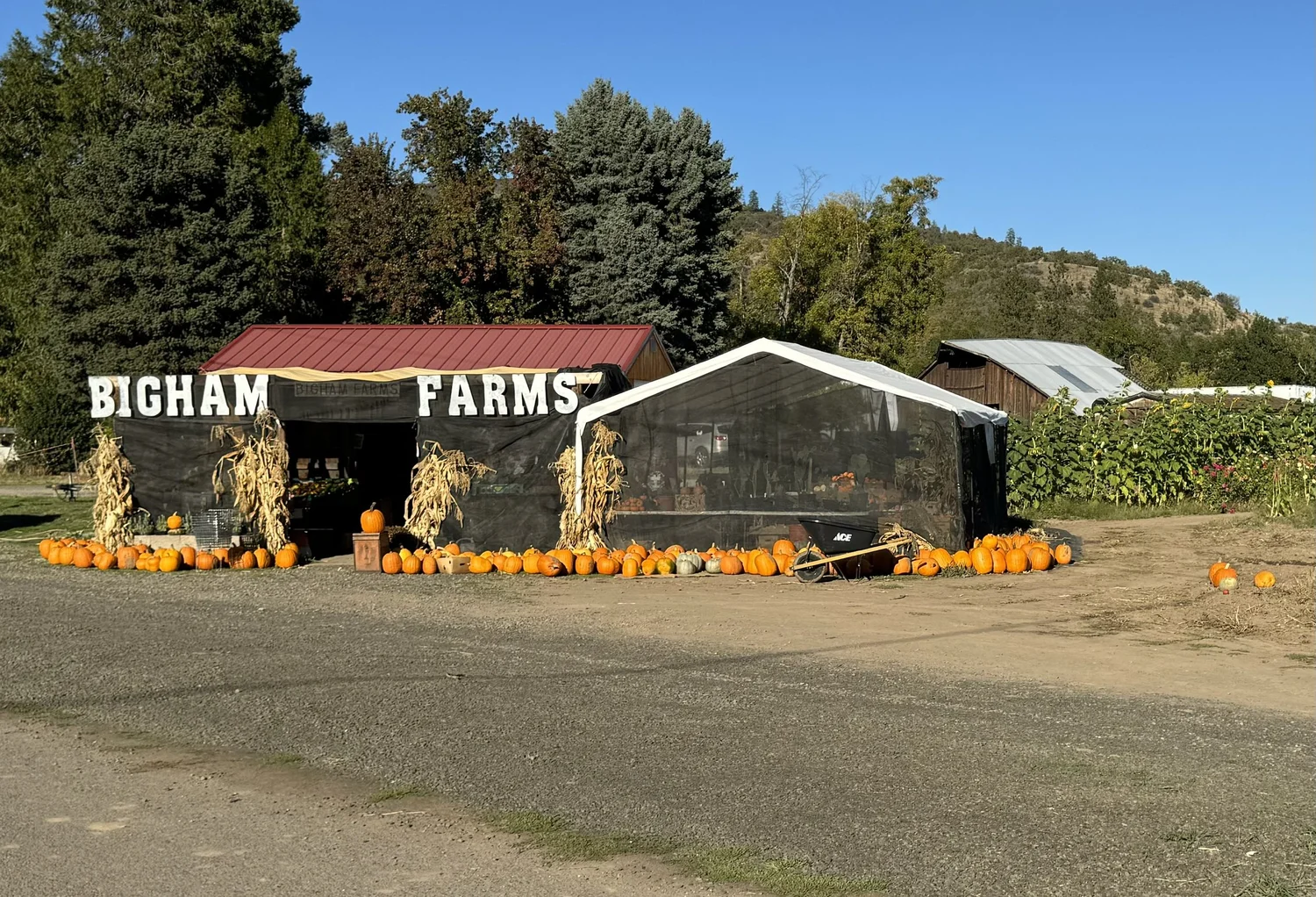BIGHAM FARMS Pumpkin Patch in Central Point, OR