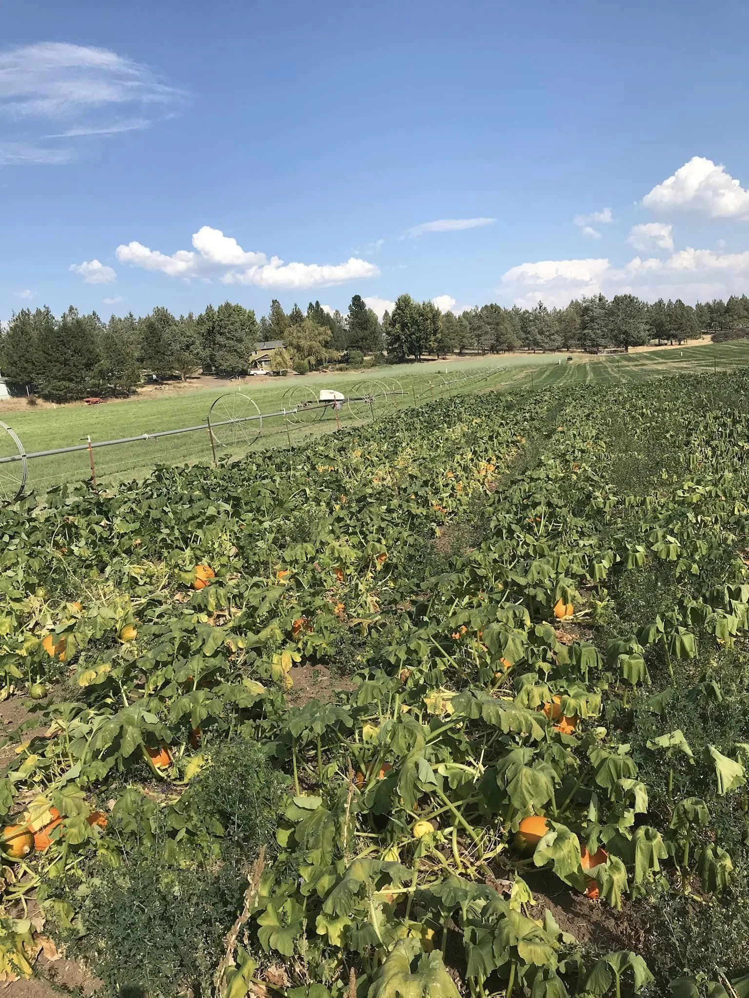 Sincere Pumpkin Patches, Corn Mazes, and Harvest Festivals in Southern ...
