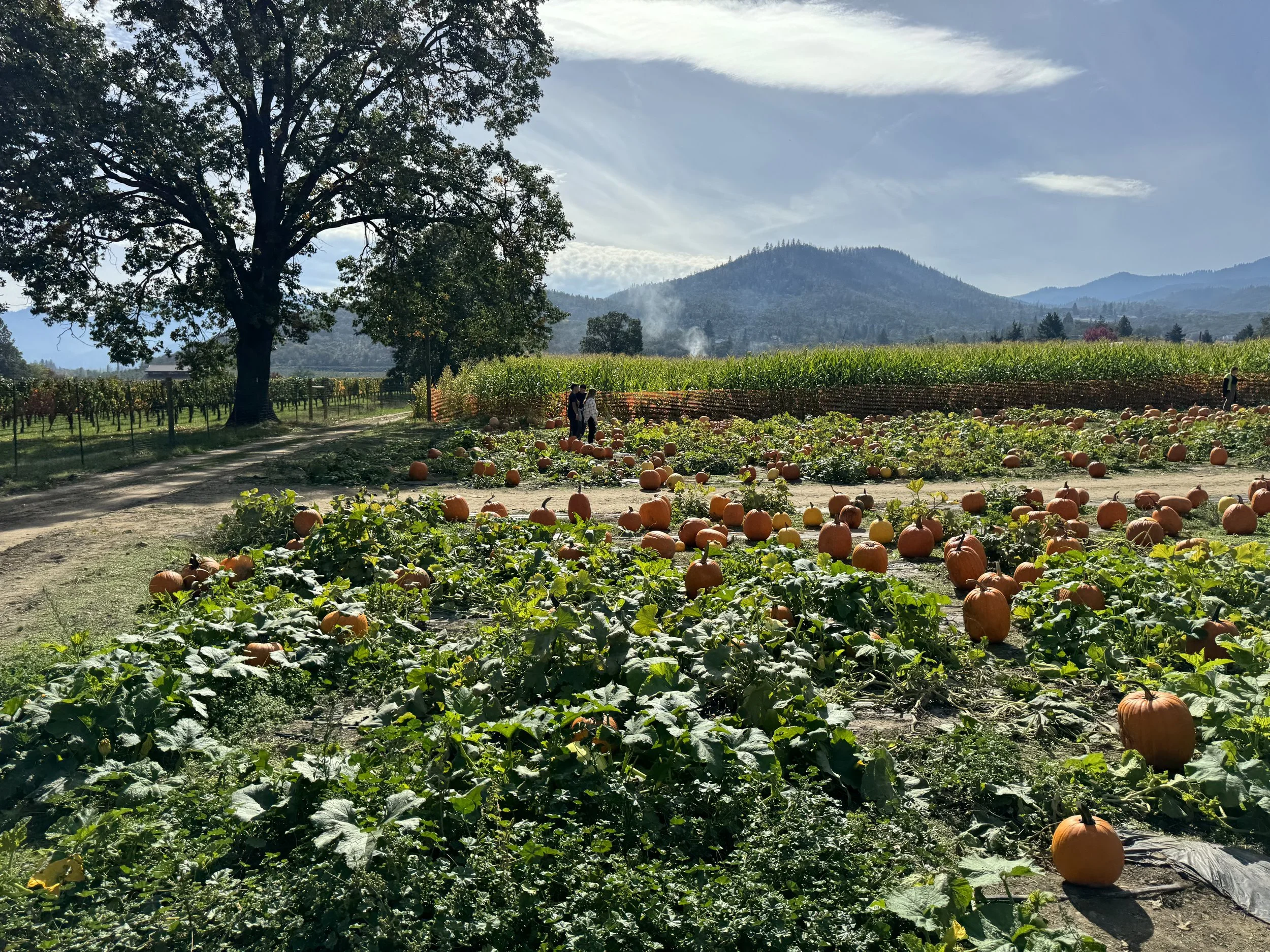 Visiting Pheasant Fields Farm Pumpkin Patch near Medford, OR