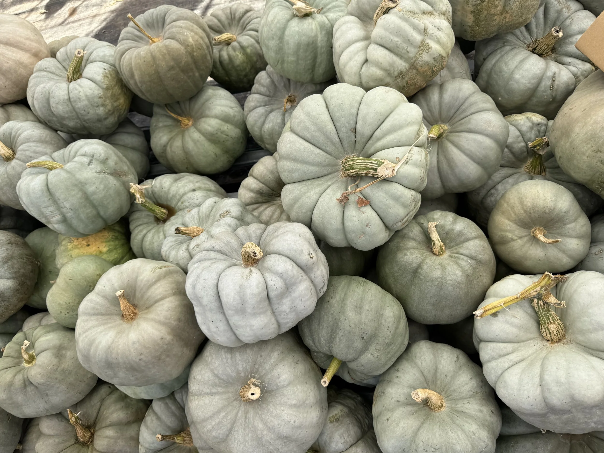 BIGHAM FARMS Pumpkin Patch in Central Point, OR