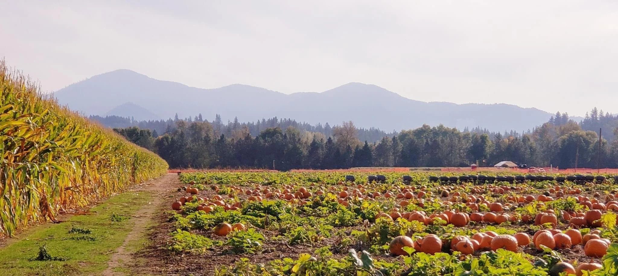 Pumpkin Patches, Corn Mazes, Hay Rides, Fall Festivals, & More