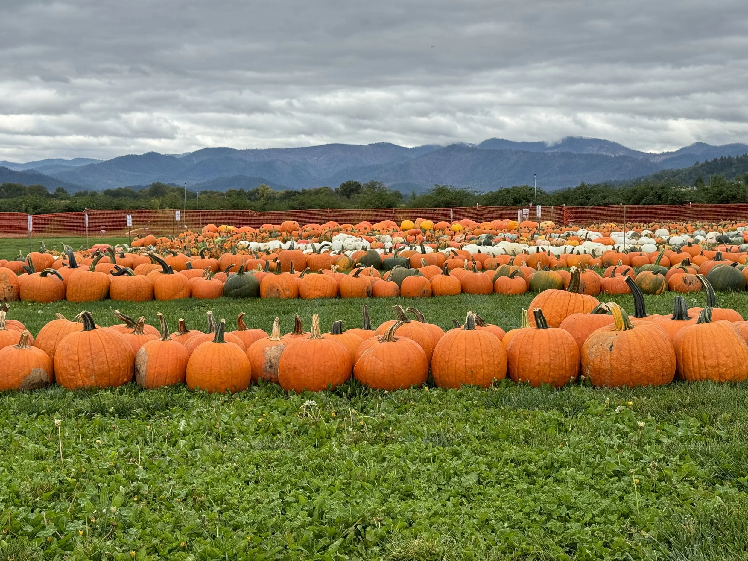 Fort Vannoy Farms Pumpkin Patch Harvest Festival Grants Pass