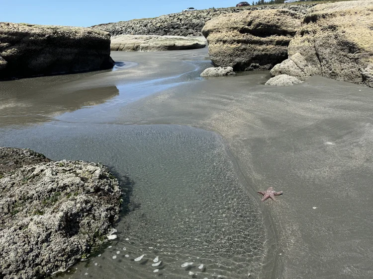 Best Tide Pools for Kids in Crescent City, CA