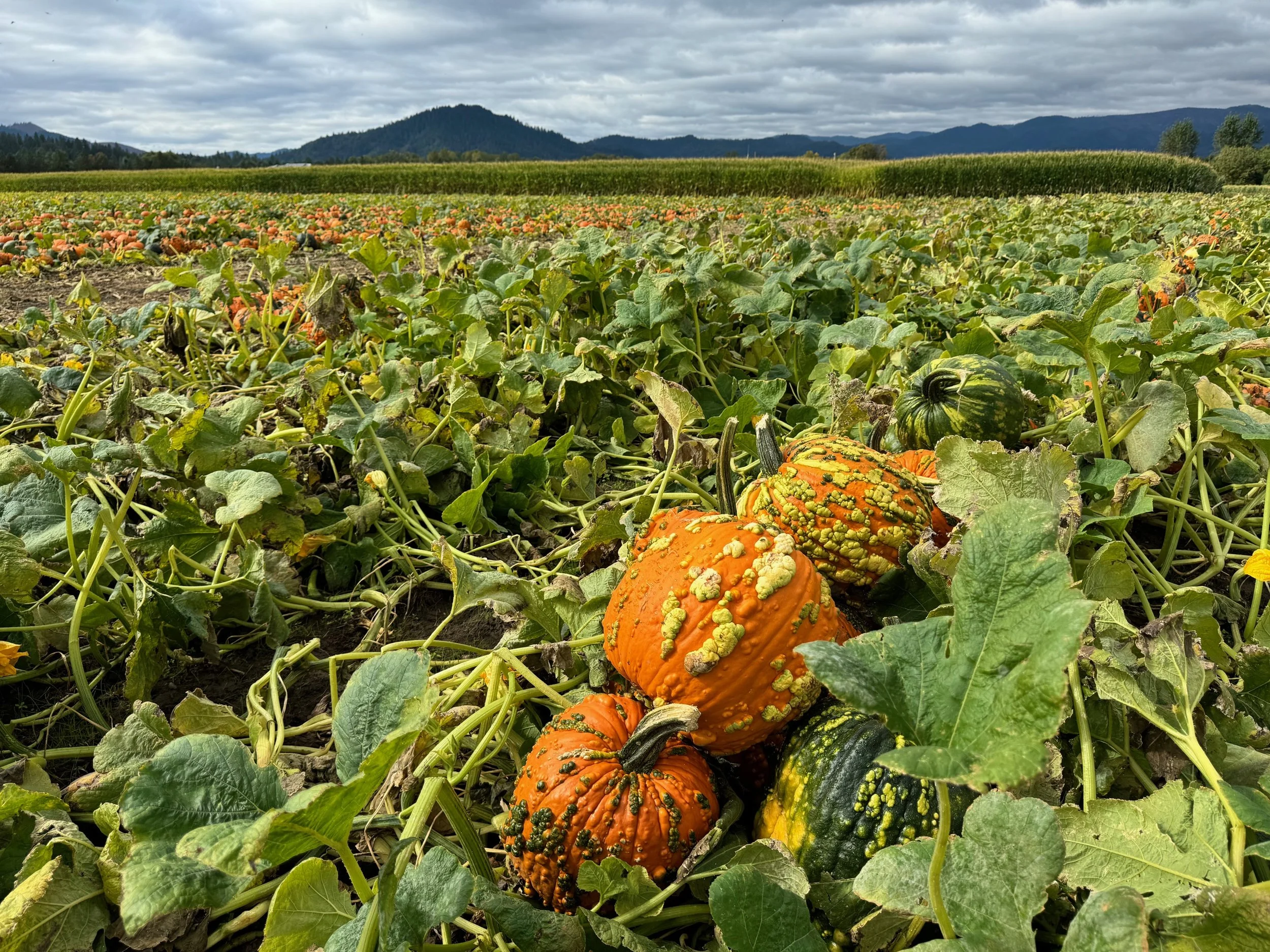 Fort Vannoy Farms Pumpkin Patch Harvest Festival Grants Pass