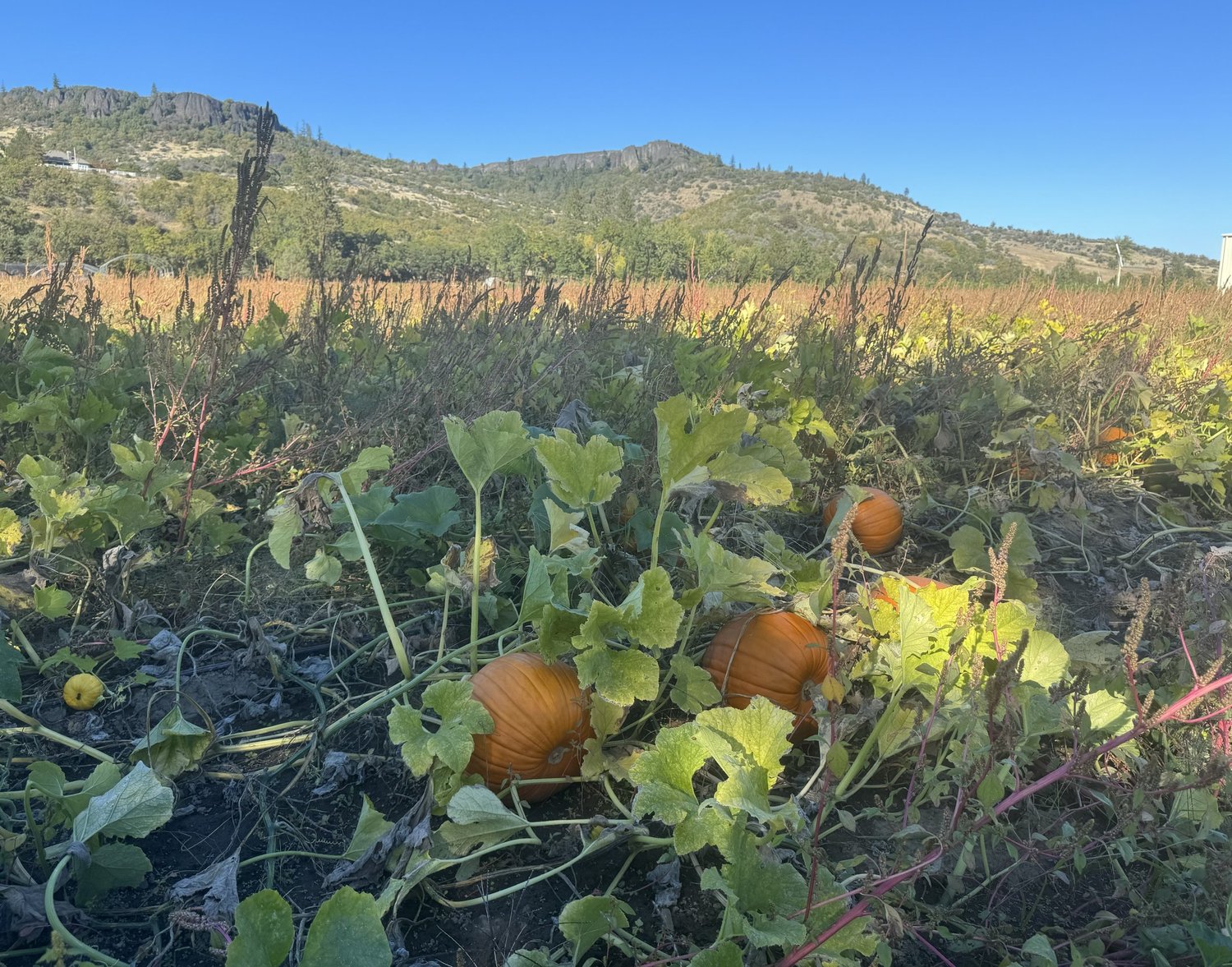 BIGHAM FARMS Pumpkin Patch in Central Point, OR