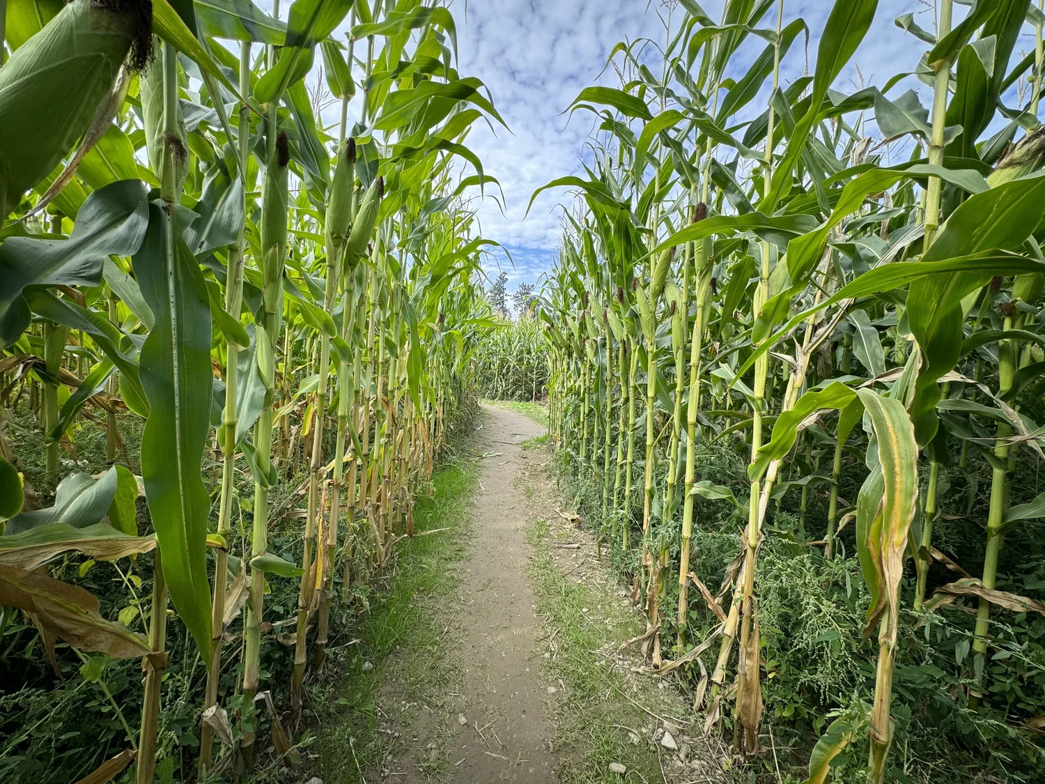 Visiting Pheasant Fields Farm Pumpkin Patch near Medford, OR