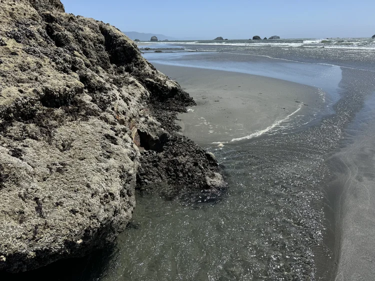 Best Tide Pools for Kids in Crescent City, CA