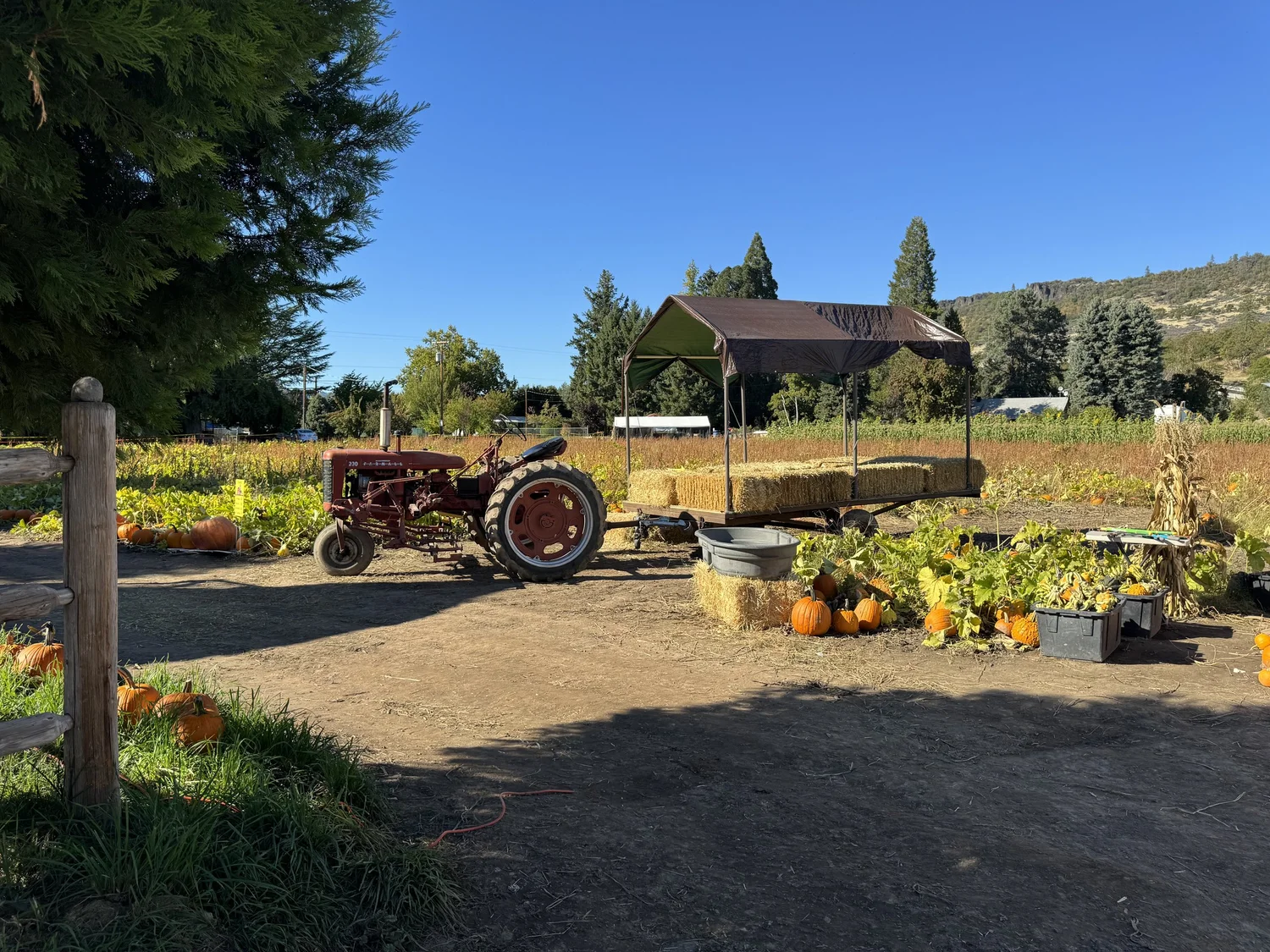 BIGHAM FARMS Pumpkin Patch in Central Point, OR