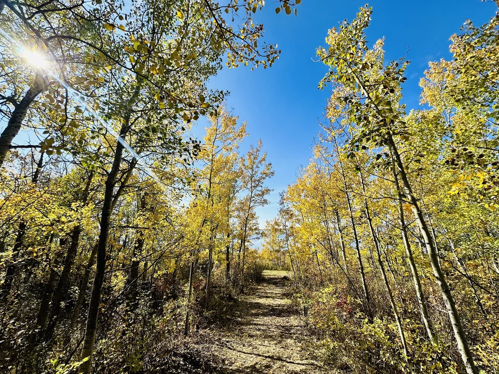 Offers — Raspberry Castle